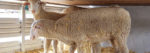 Secure Sheep and Wool Supply Plan – In the Event of a Foot and Mouth ...