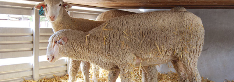 Secure Sheep and Wool Supply Plan – In the Event of a Foot and Mouth ...